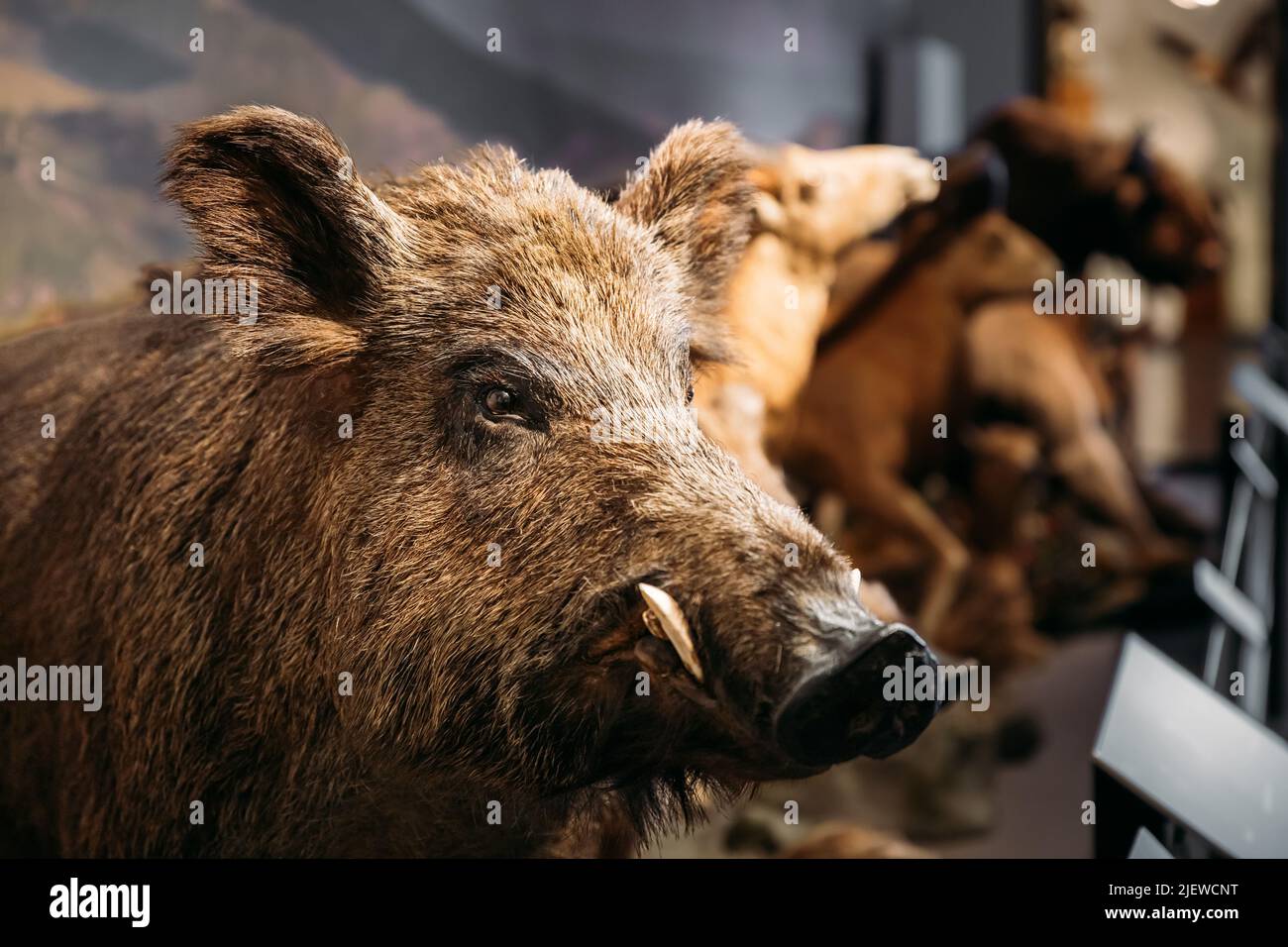 Museum Exhibition Of Wild Life. Closeup Of Taxidermy Stuffed Wild Boar ...