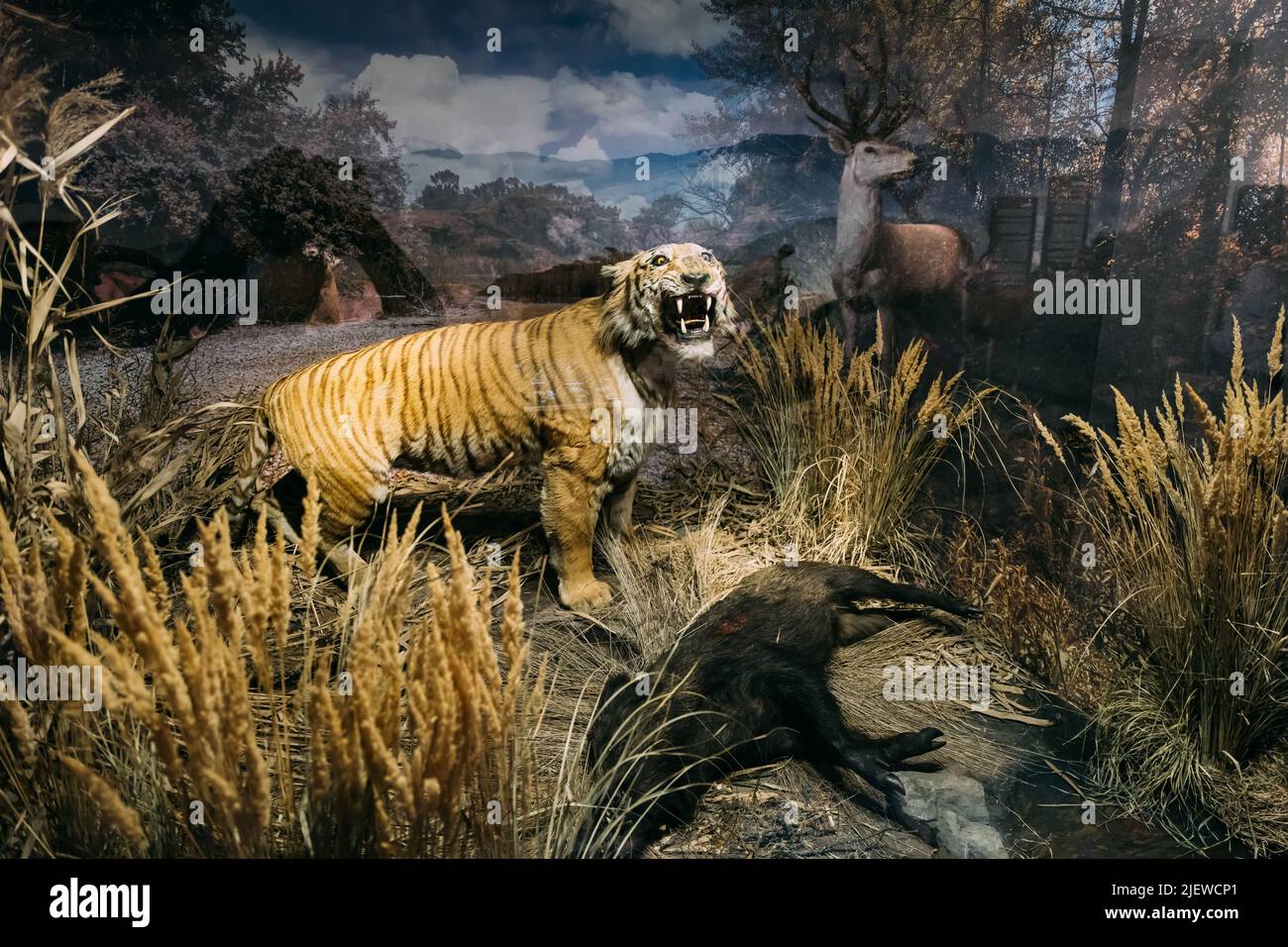 Museum Exhibition Of Wild Life. Tiger Over Prey. Scene From Wild Life ...