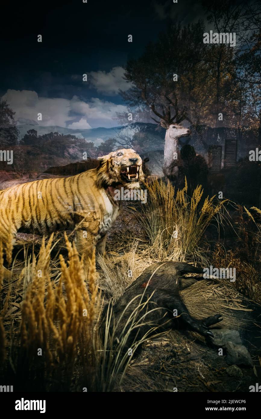 Tiger Over Prey. Museum Exhibition Of Wild Life. Scene From Wild Life ...