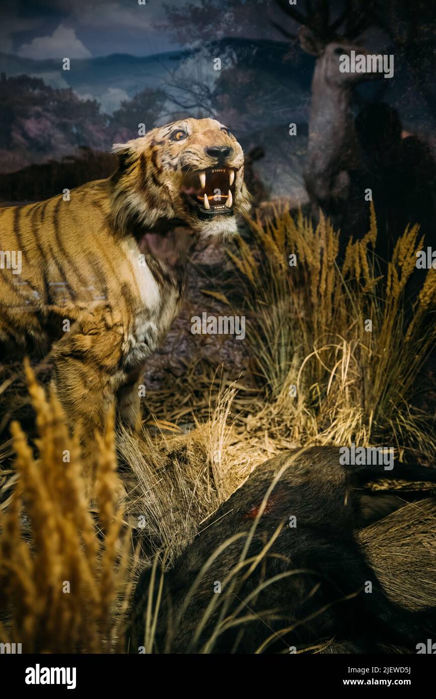 Scene From Wild Life Animals. Tiger Over Prey. Museum Exhibition Of ...