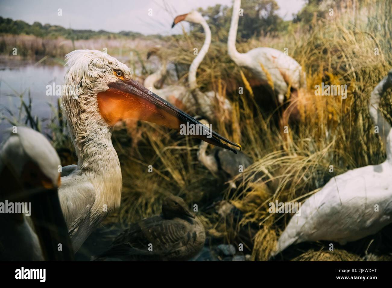 Museum Exhibition Of Wild Life. Scene From Wild Life Animals. Taxidermy ...