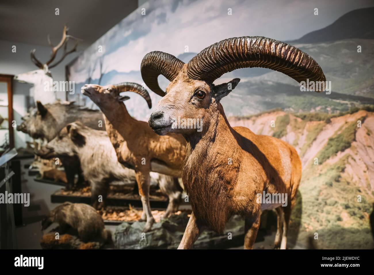 Stuffed Wild Animal Stand On Museum. Taxidermy Stuffed Of East ...