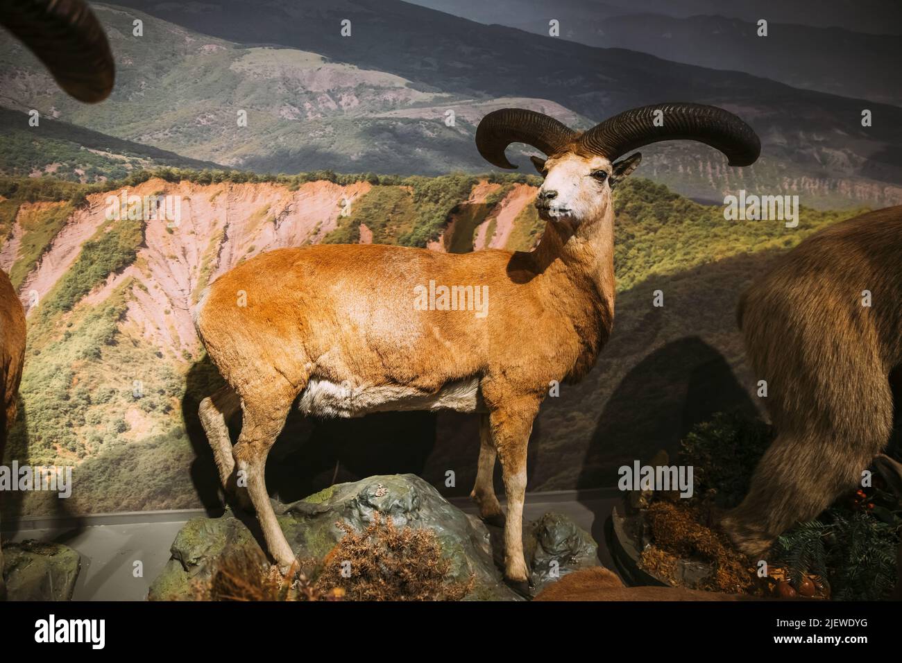 Taxidermy Stuffed Of East Caucasian Tur. Stuffed Wild Animal Stand On ...