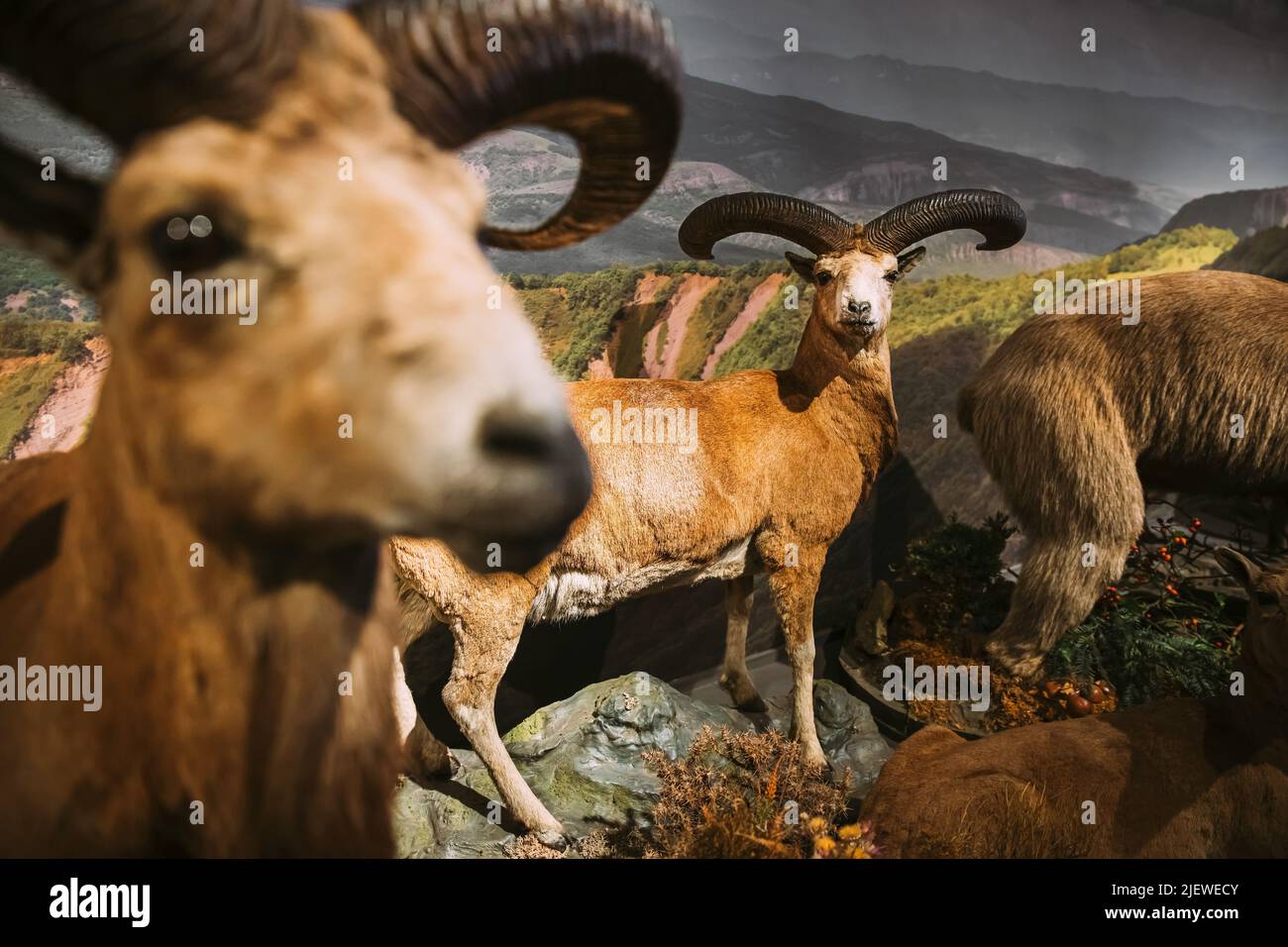 Dummy Of Daghestan Tur. Capra Cylindricornis. Wildlife Concepts ...
