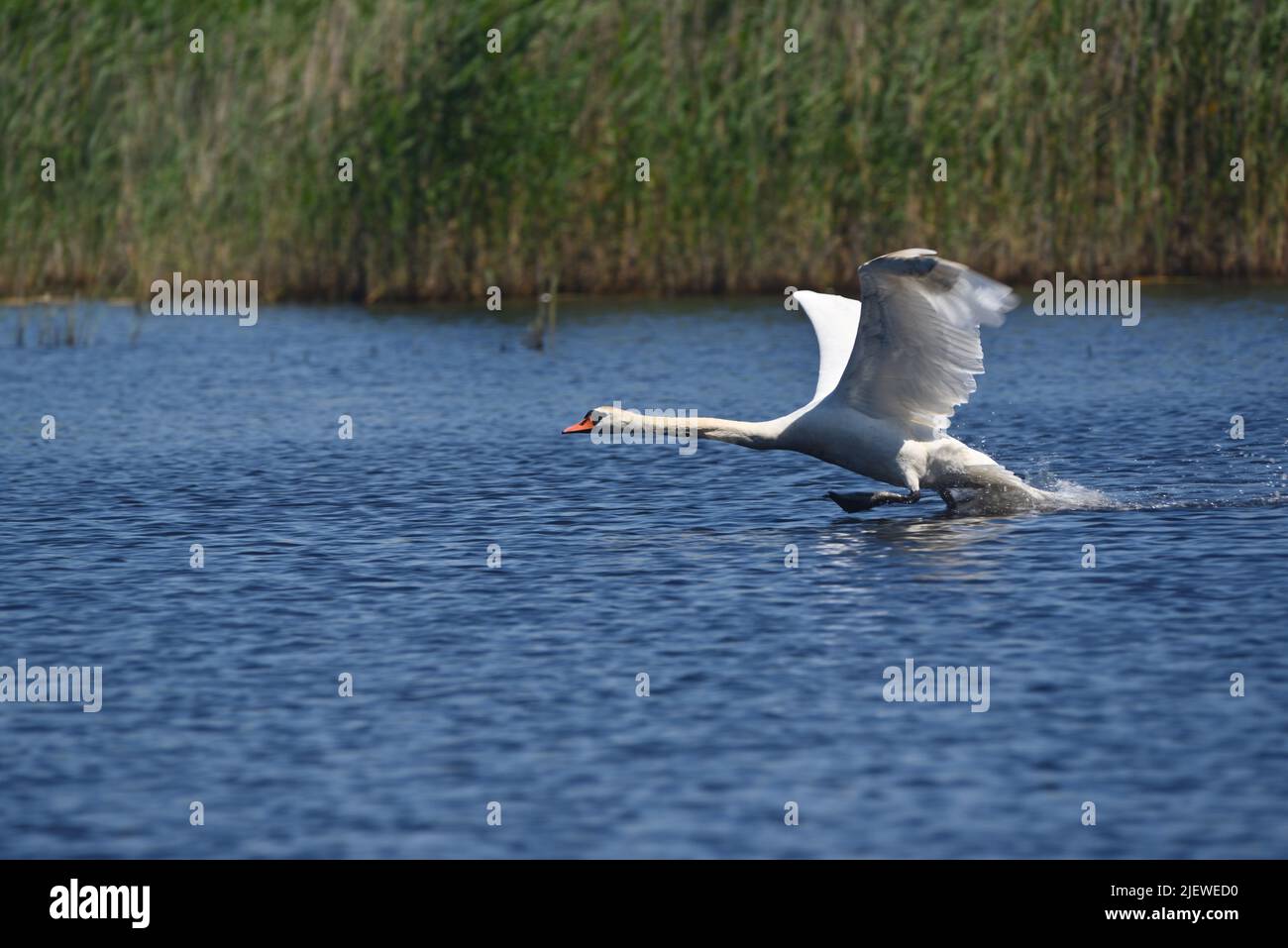 the swan runs on the surface of the lake, takes off to take flight ...