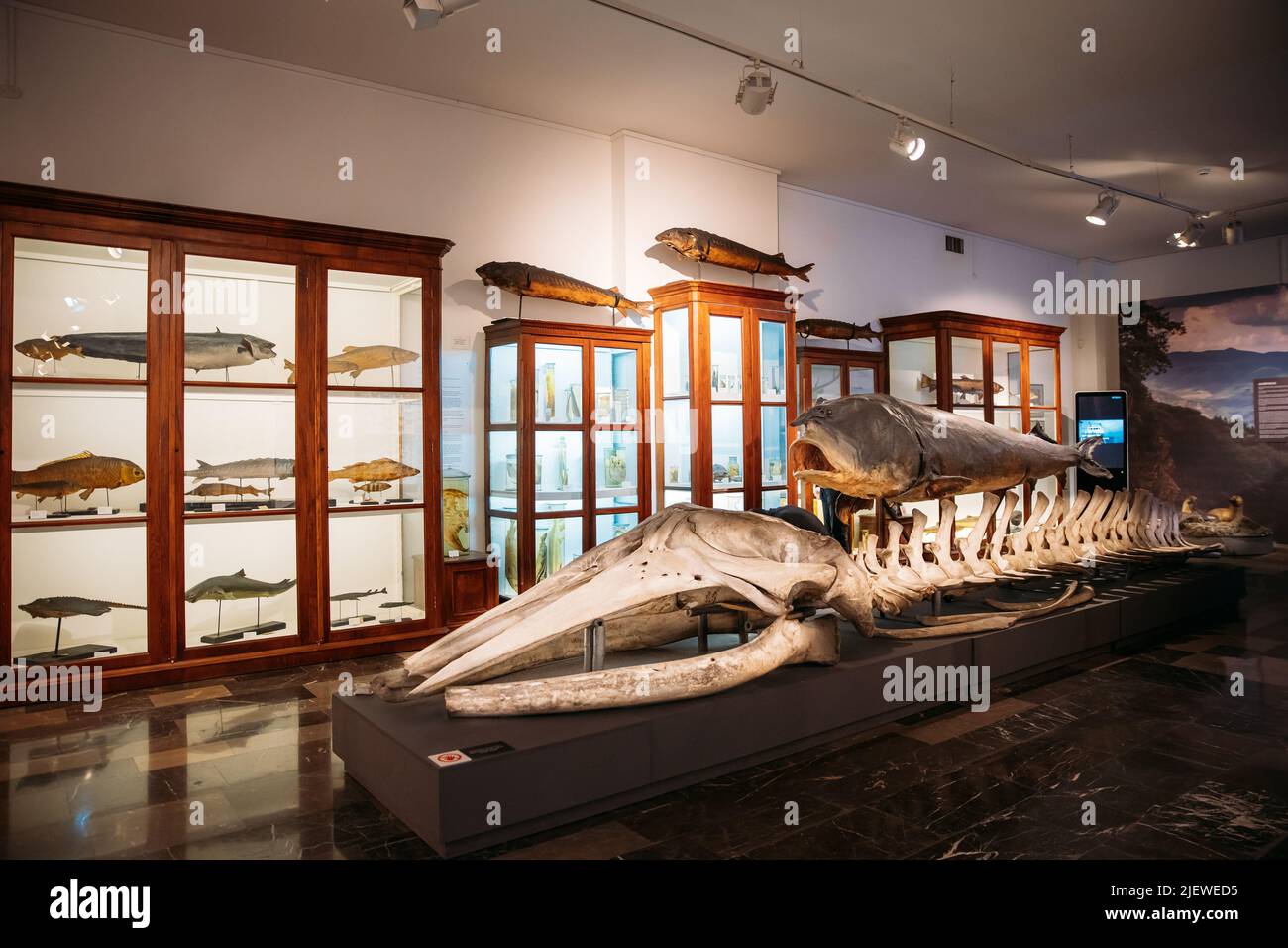 Stuffed Wild Animal Stand On Museum. Stands With Taxidermy Stuffed ...