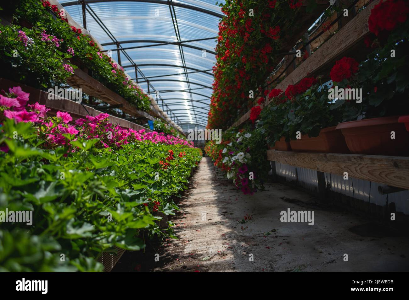 inside the froral store Stock Photo - Alamy