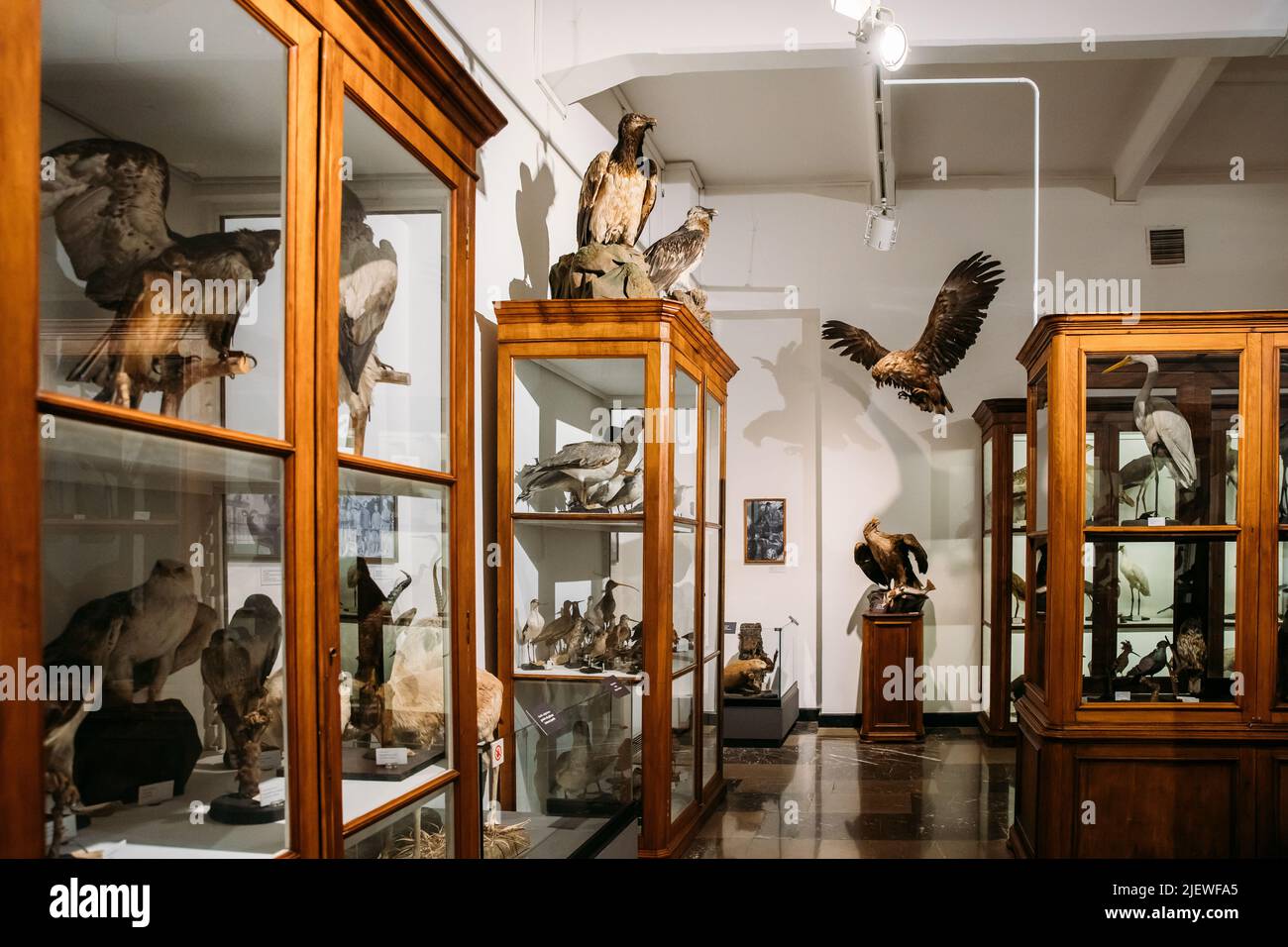 Taxidermy Stuffed Of Birds Of Prey. Stuffed Wild Animal Stand On Museum ...