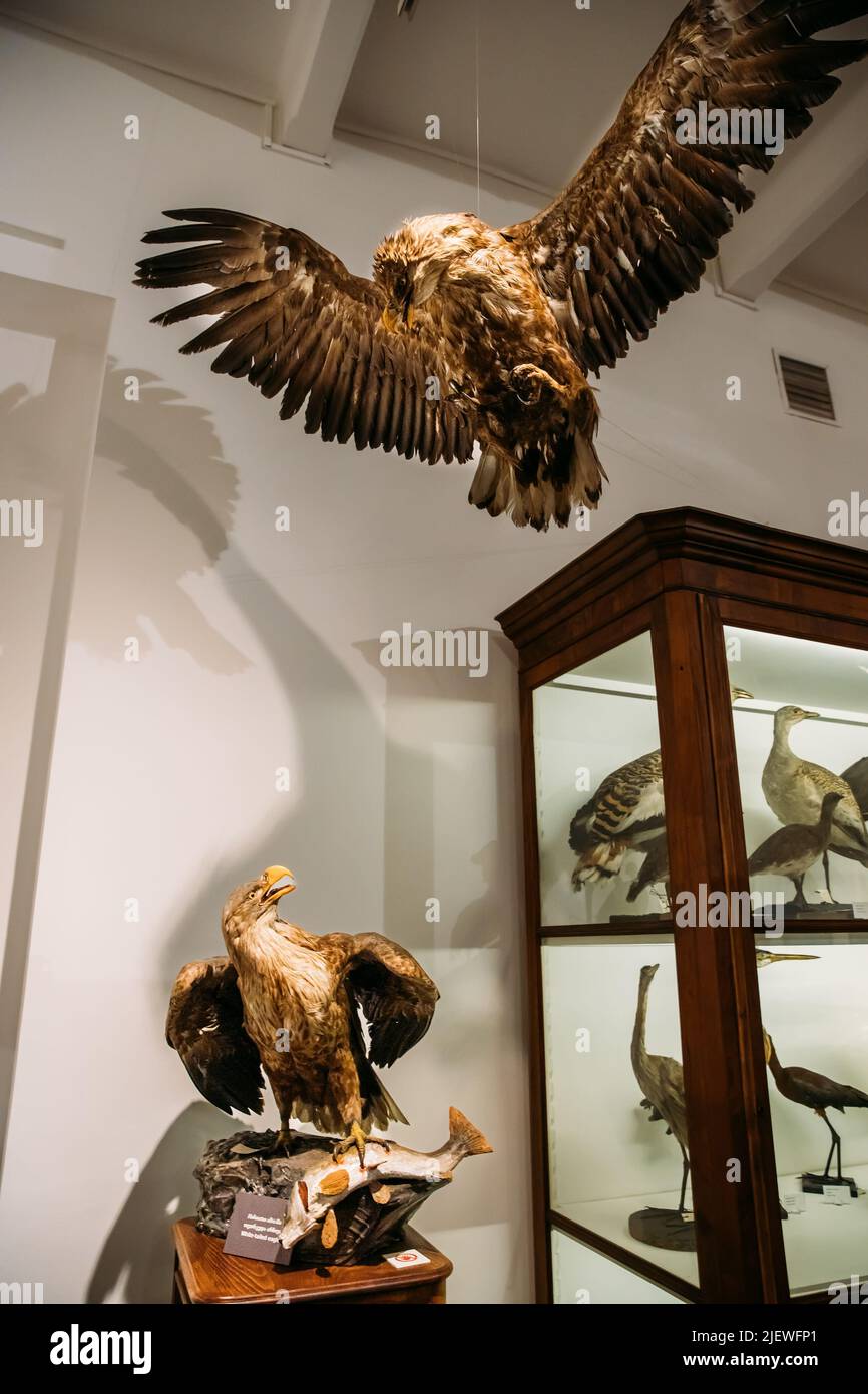 Taxidermy Stuffed Of White-tailed Eagle. Stuffed Wild Animal Stand On ...