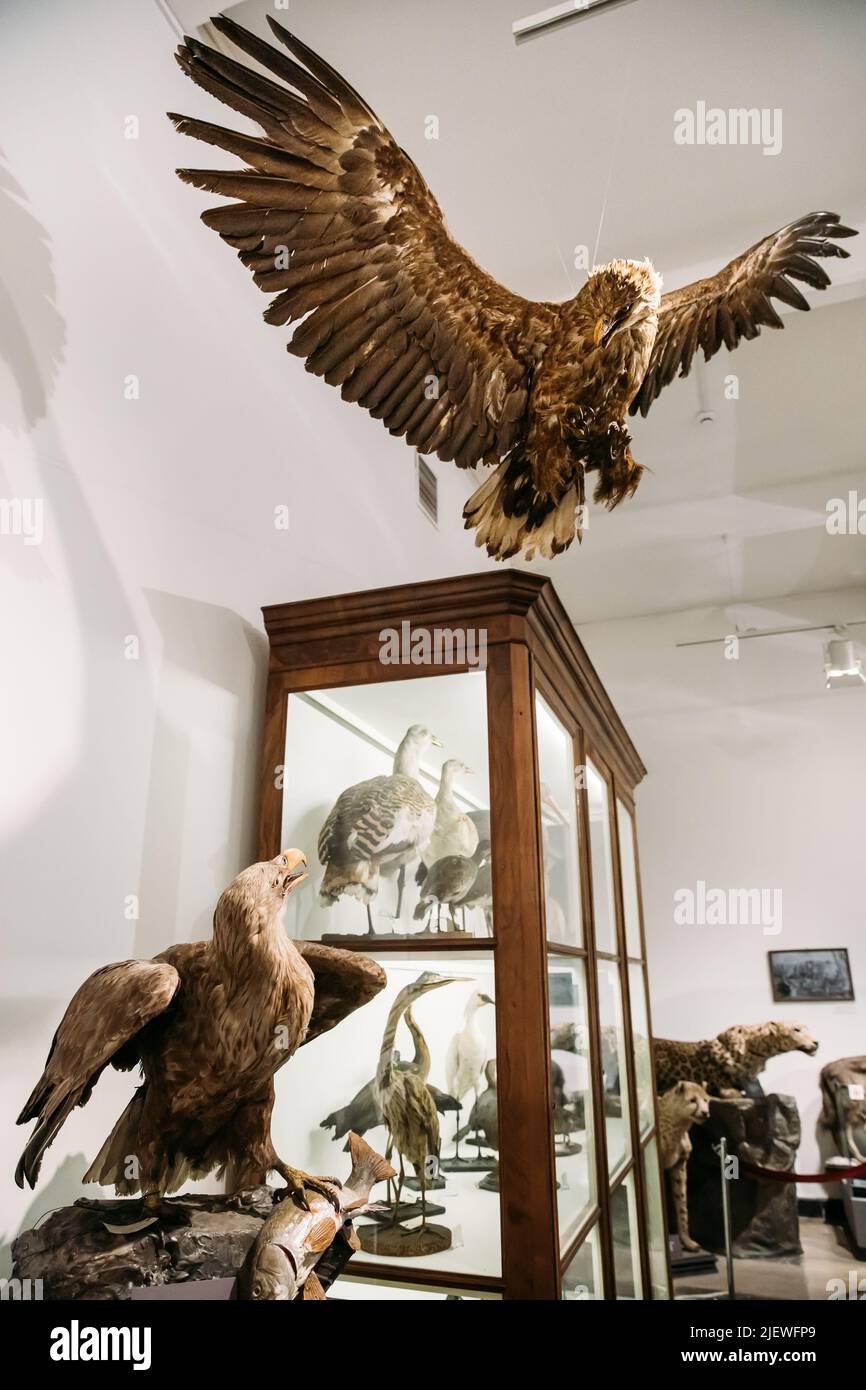 Stuffed Wild Animal Stand On Museum. Dummy Of Haliaeetus Albicilla ...