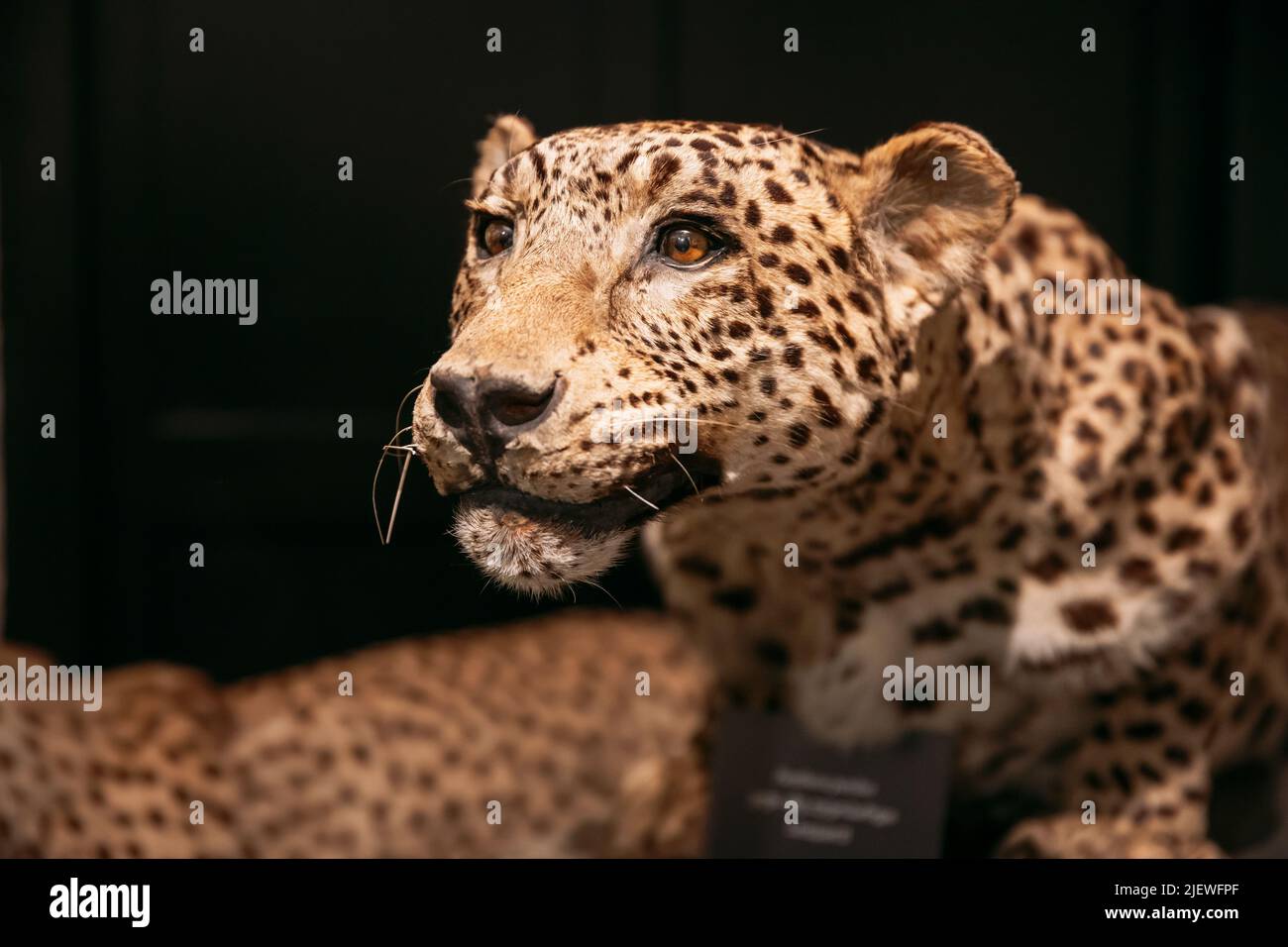 Taxidermy Stuffed Of Panthera Pardus Tulliana. Dummy Of Leopard Also ...
