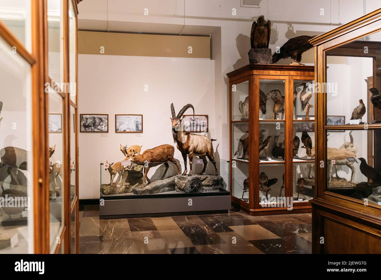 Wildlife Concepts. Stuffed Wild Animals Stand On Museum. Museum ...