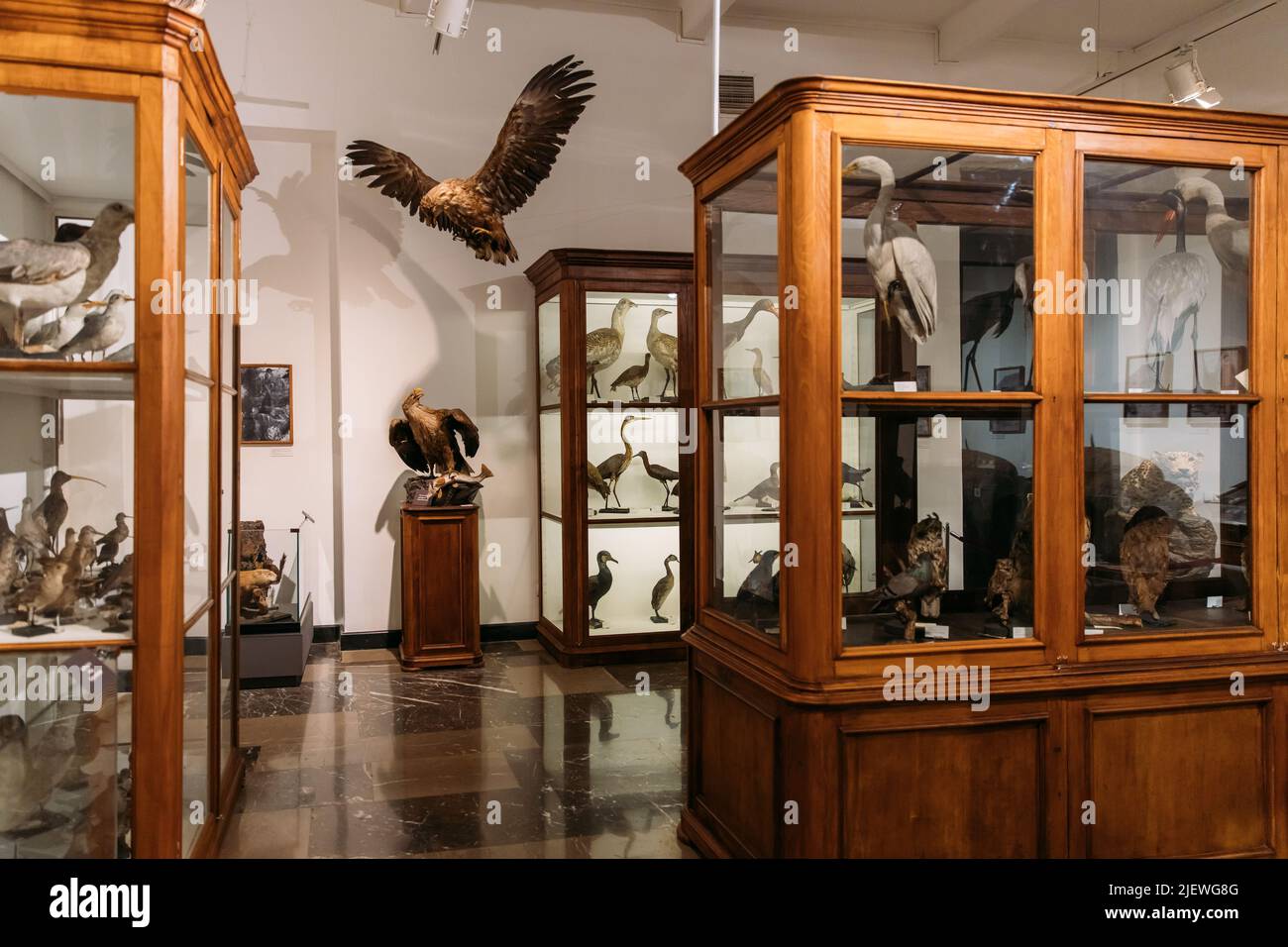 Stuffed Wild Animal Stand On Museum. Taxidermy Stuffed Of Birds Of Prey ...