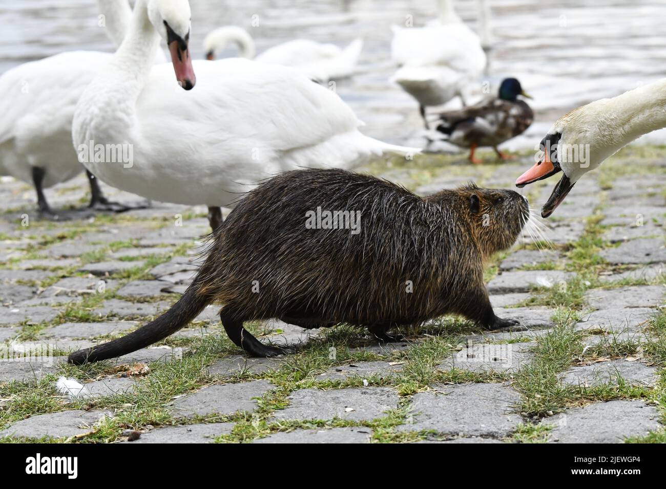 Nutria (Myocastor coypus) and mute swans (Cygnus olor) by the river ...