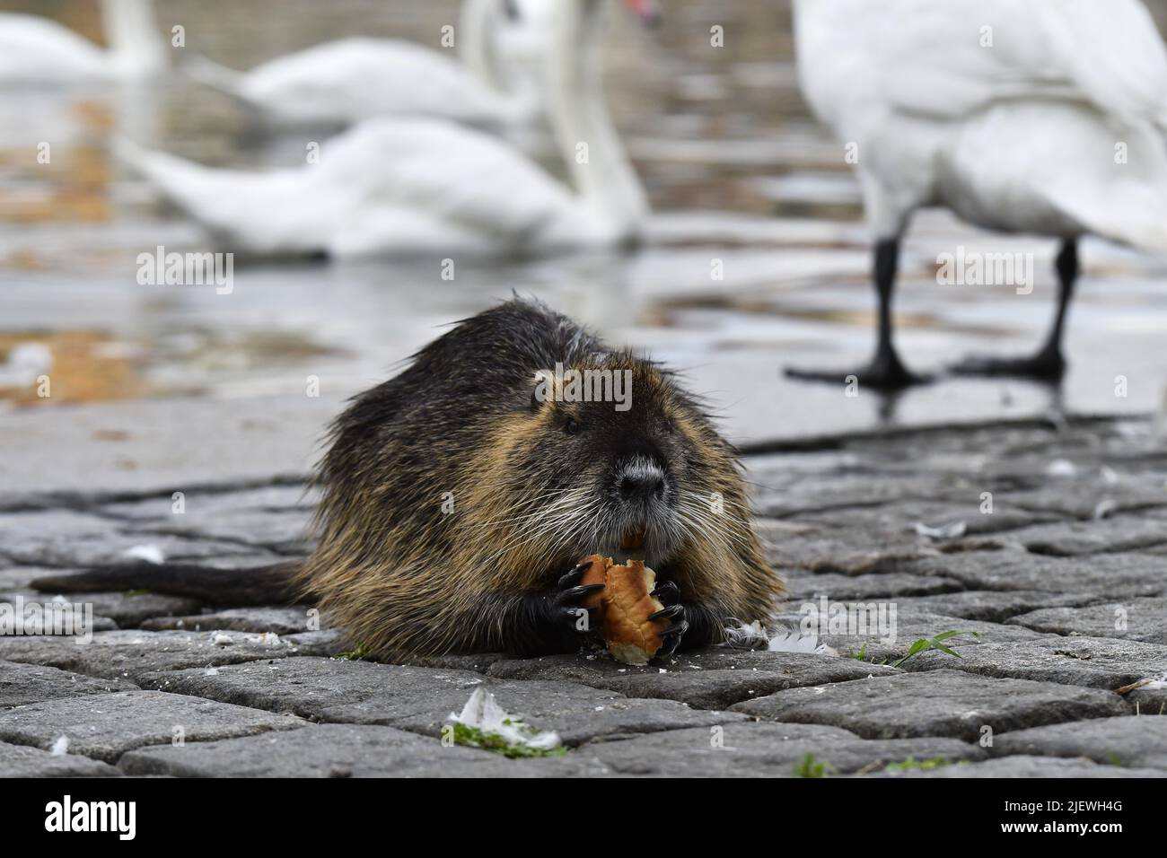 Nutria (Myocastor coypus) feeding on sweet roll by the river Vltava in ...