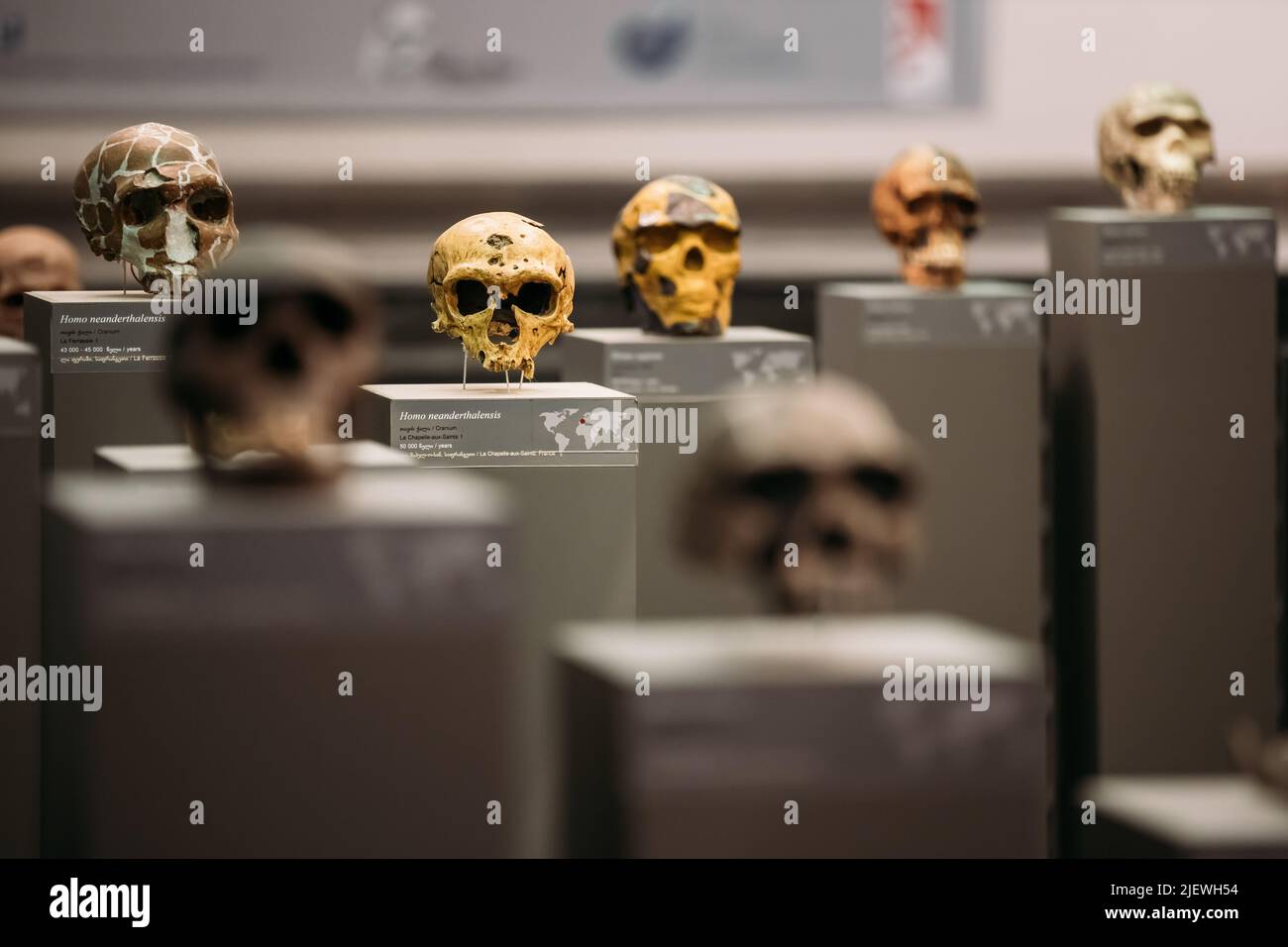 Homo sapiens neanderthalensis hi-res stock photography and images - Alamy