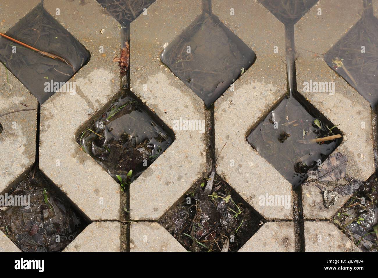 Plants underwater structure hi-res stock photography and images - Alamy