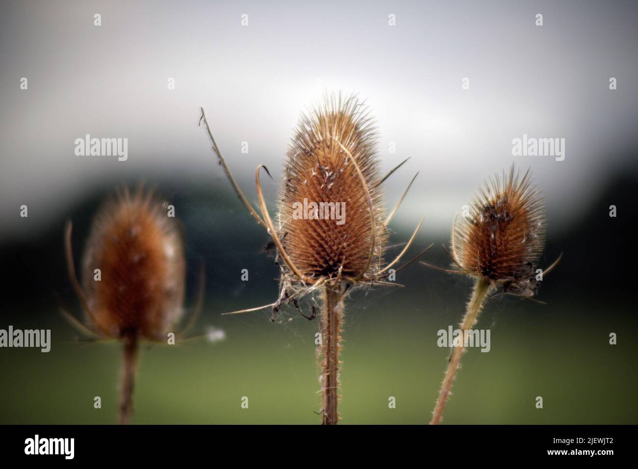 Teasles hi-res stock photography and images - Alamy
