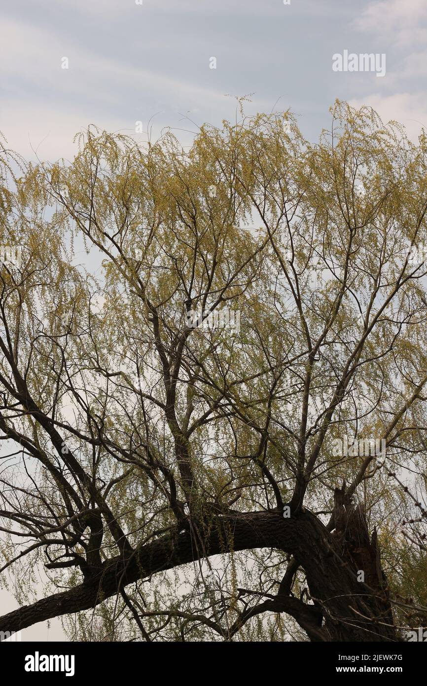 A beautiful spring tree swooping up with branches and leaves towards ...