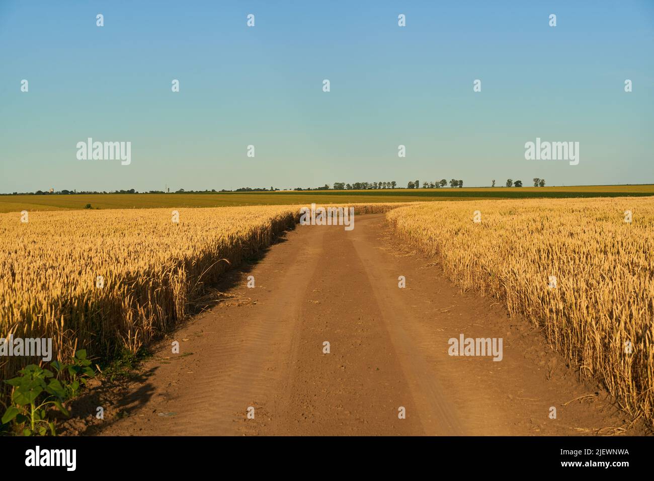 Dirt road going through wheat field at sunset Stock Photo - Alamy