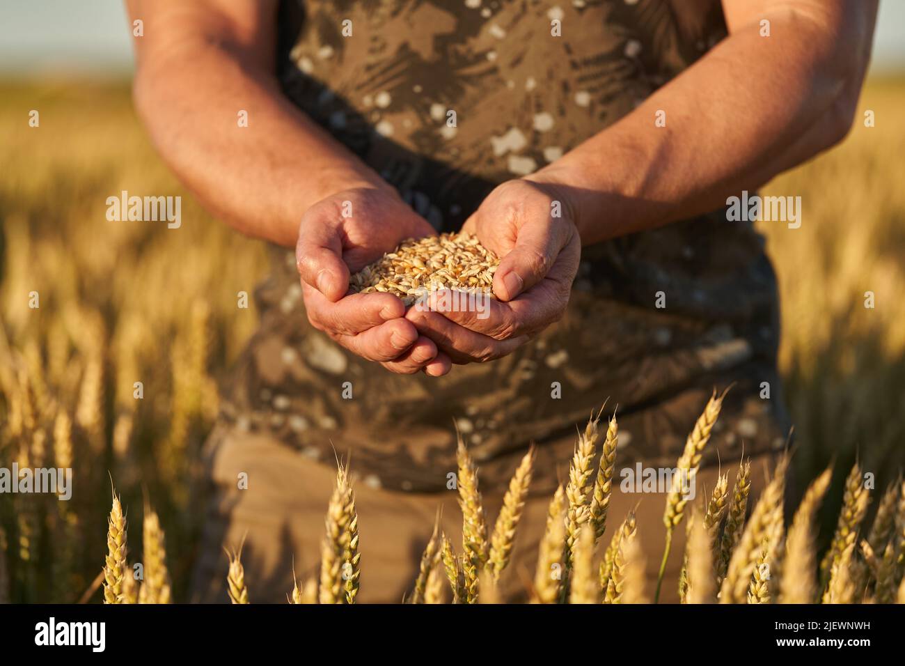 Hand of farmer holding ripe wheat in the field at sunset Stock Photo ...