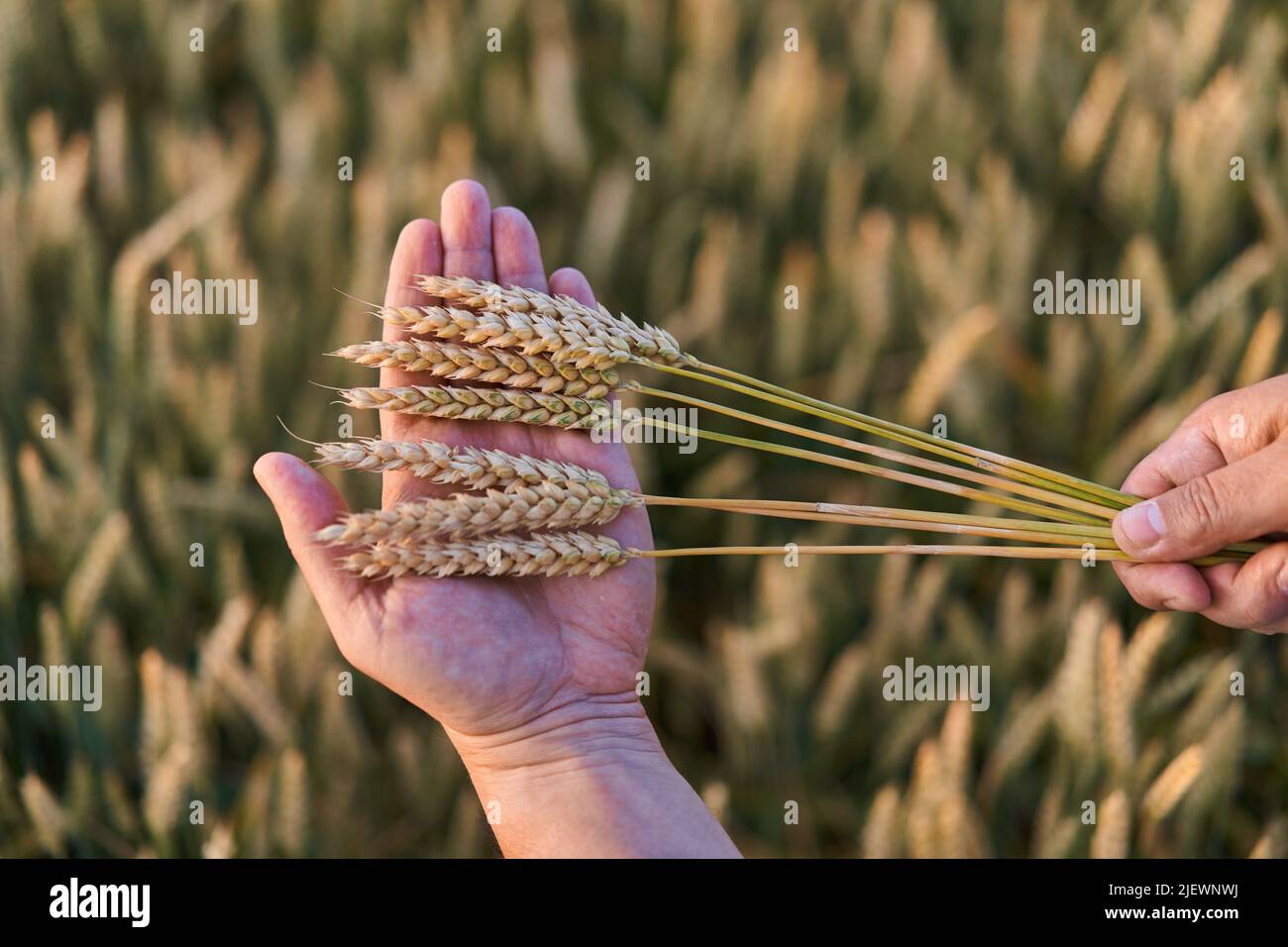 Hand holding ripening wheat hi-res stock photography and images - Alamy
