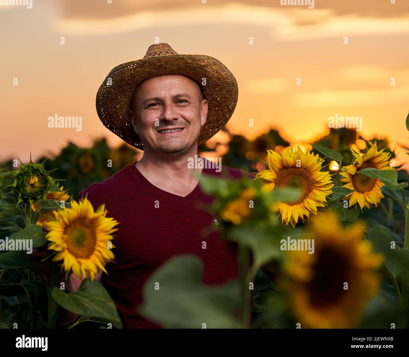 Happy farmer in straw hat in his sunflower plantation at sunset Stock ...