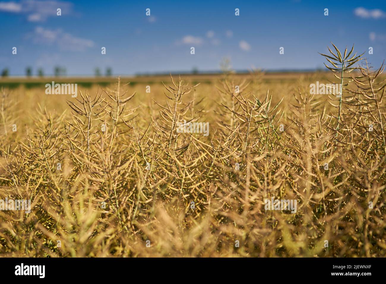 Ripe canola field ready for harvest under summer sun Stock Photo - Alamy
