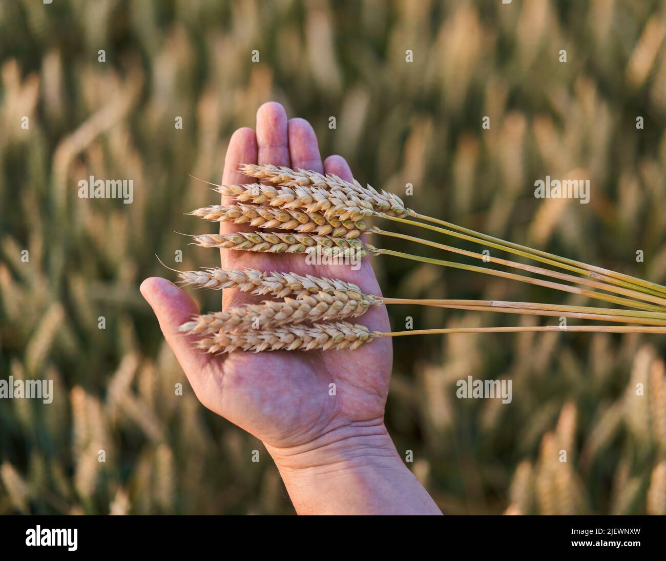 Hand holding ripening wheat in hi-res stock photography and images - Alamy