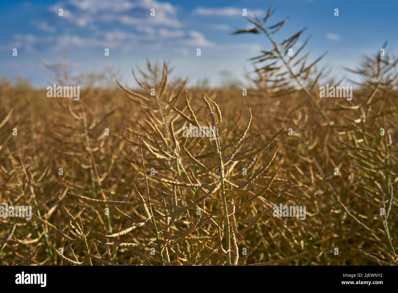 Ripe canola field ready for harvest under summer sun Stock Photo - Alamy