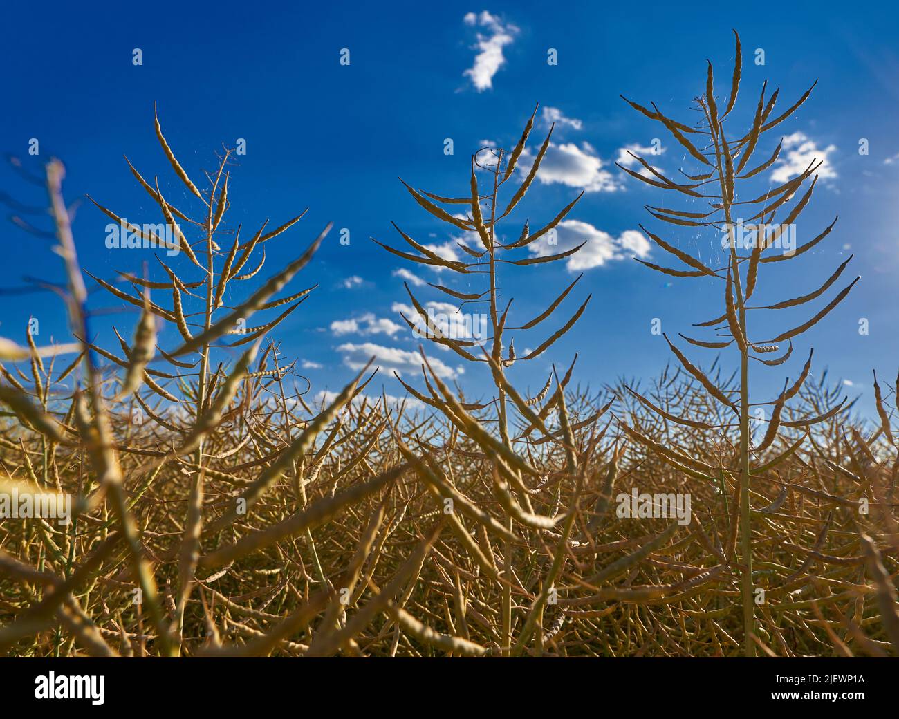 Ripe canola field ready for harvest under summer sun Stock Photo - Alamy