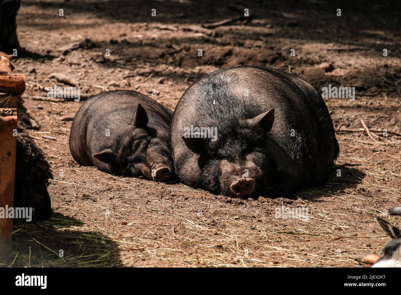 Big fat pig hi-res stock photography and images - Alamy