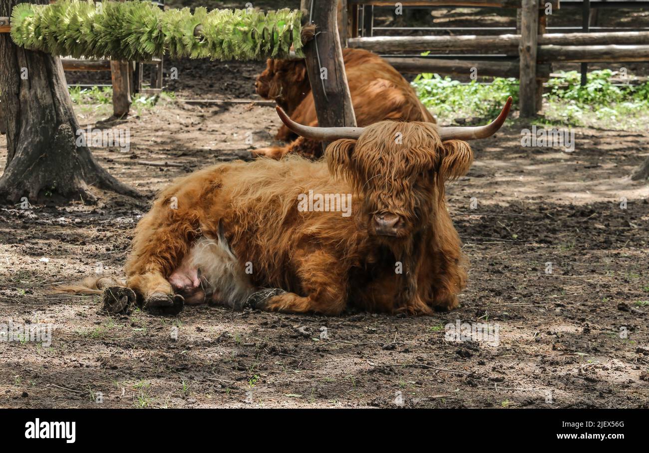 A Highland Cow bos taurus taurus or sometimes known as a Hairy Coo are ...