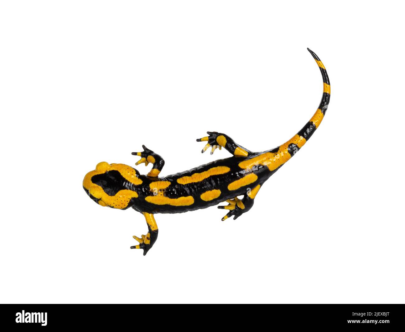 Top view of black and yellow Fire Salamander aka Salamandra salamandra ...