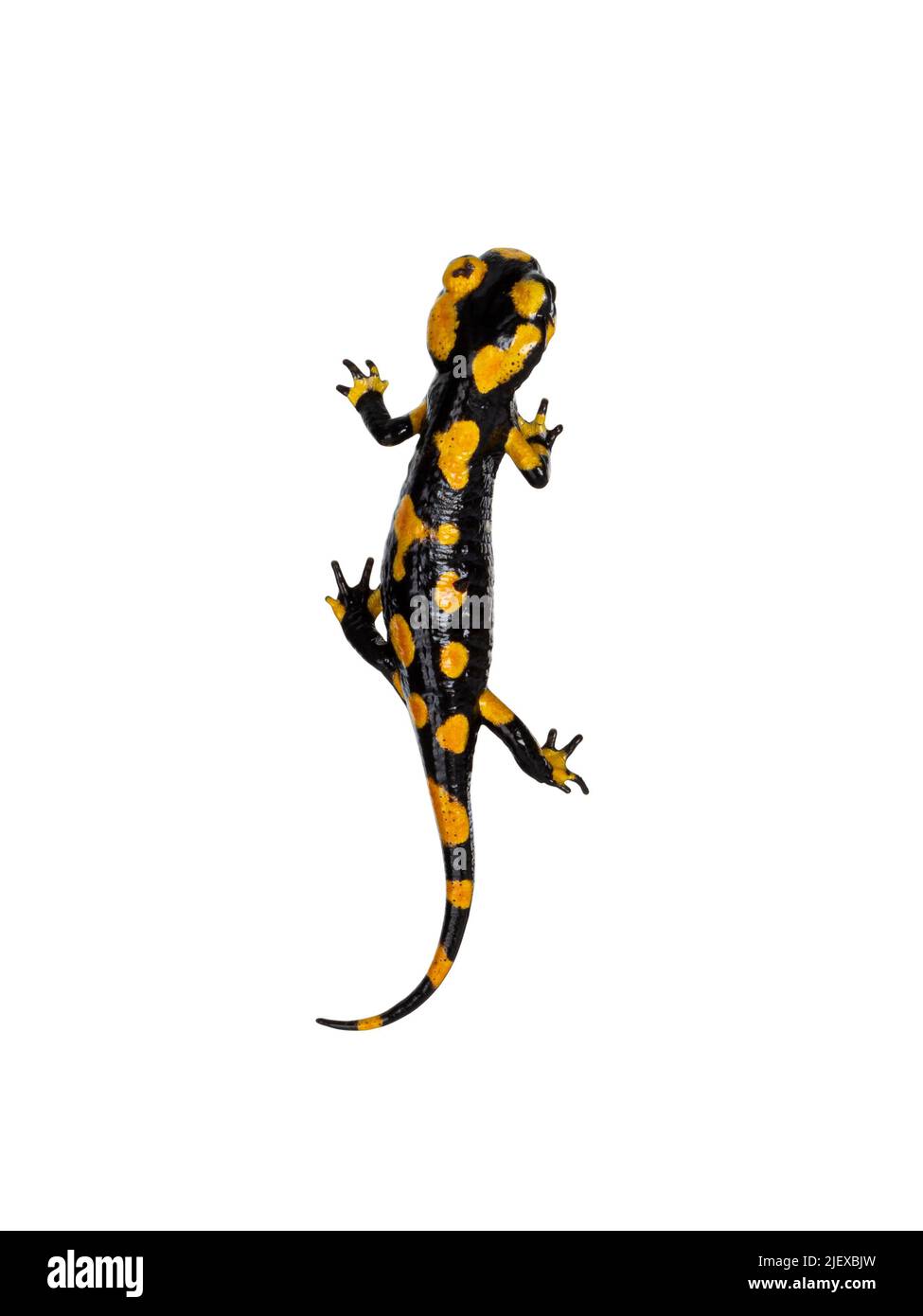 Top view of black and yellow Fire Salamander aka Salamandra salamandra ...
