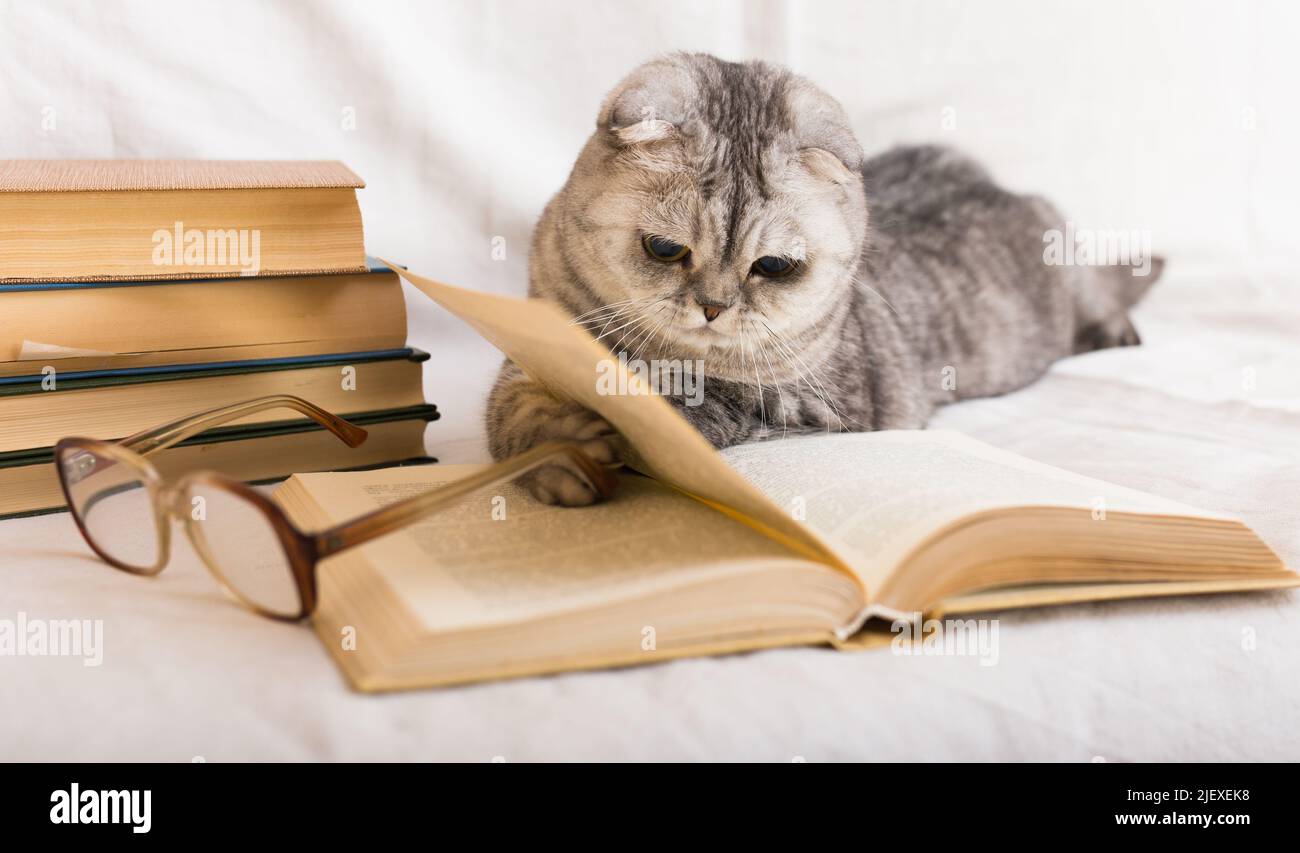 Inquisitive cat lying on open book, flipping through pages Stock Photo ...