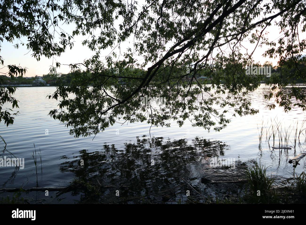 Tree over water, evening forest Stock Photo - Alamy