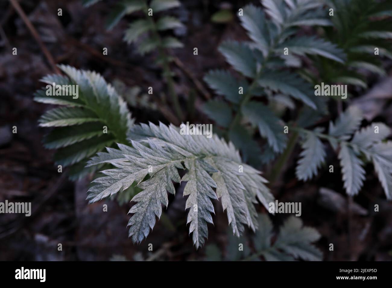 Silverweed potentilla anserina argentina anserina hi-res stock ...
