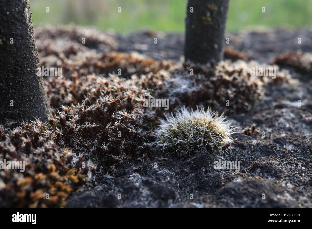 Dry gray plants hi-res stock photography and images - Alamy