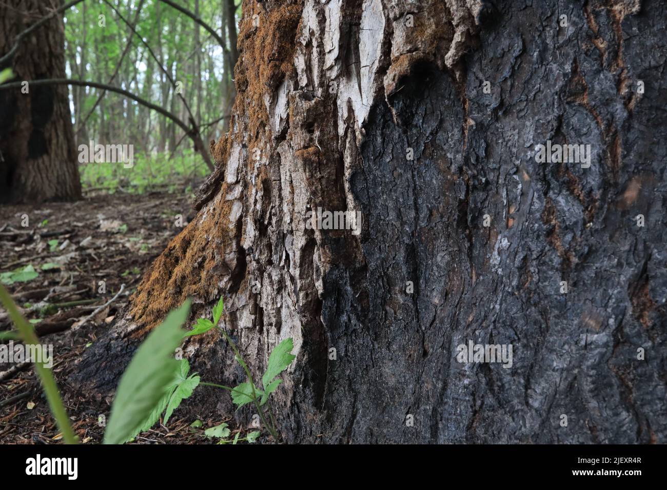 how a burned forest comes to life Stock Photo - Alamy