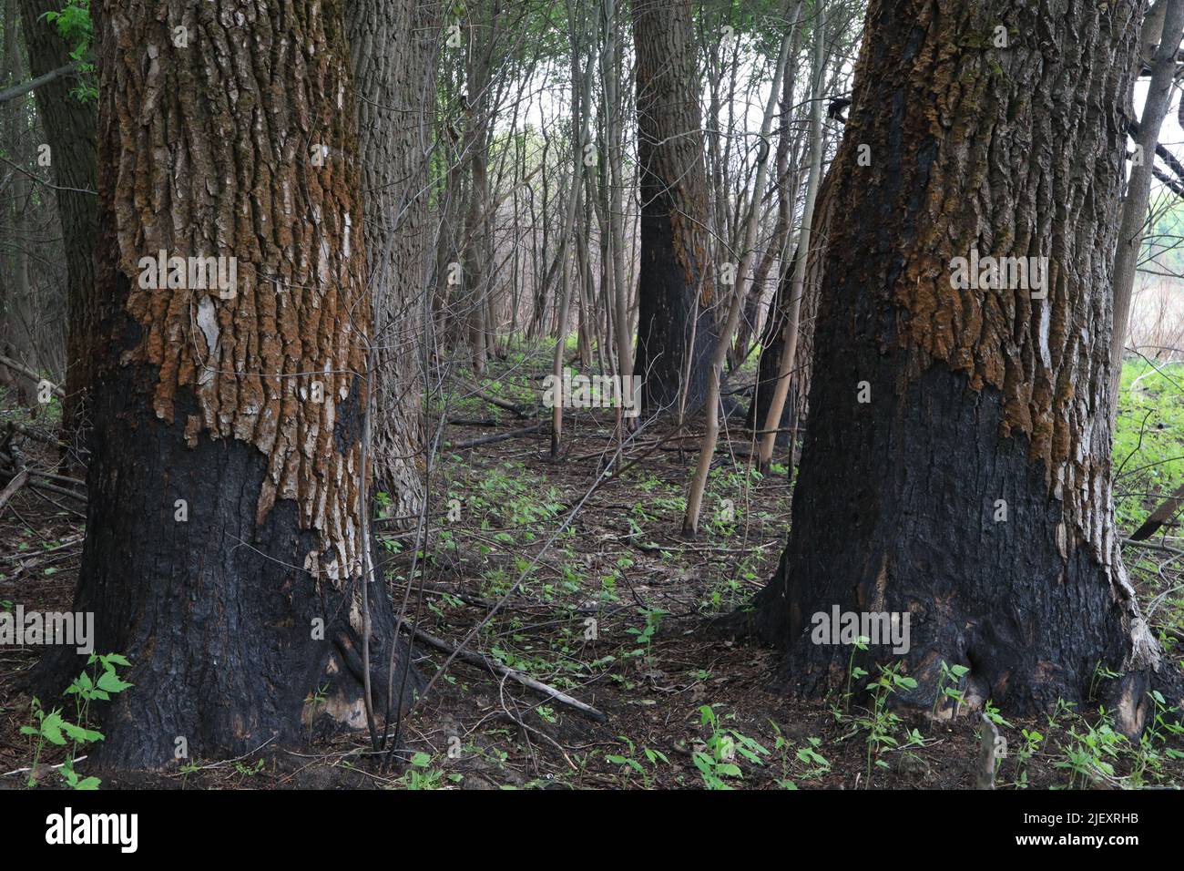how a burned forest comes to life Stock Photo - Alamy