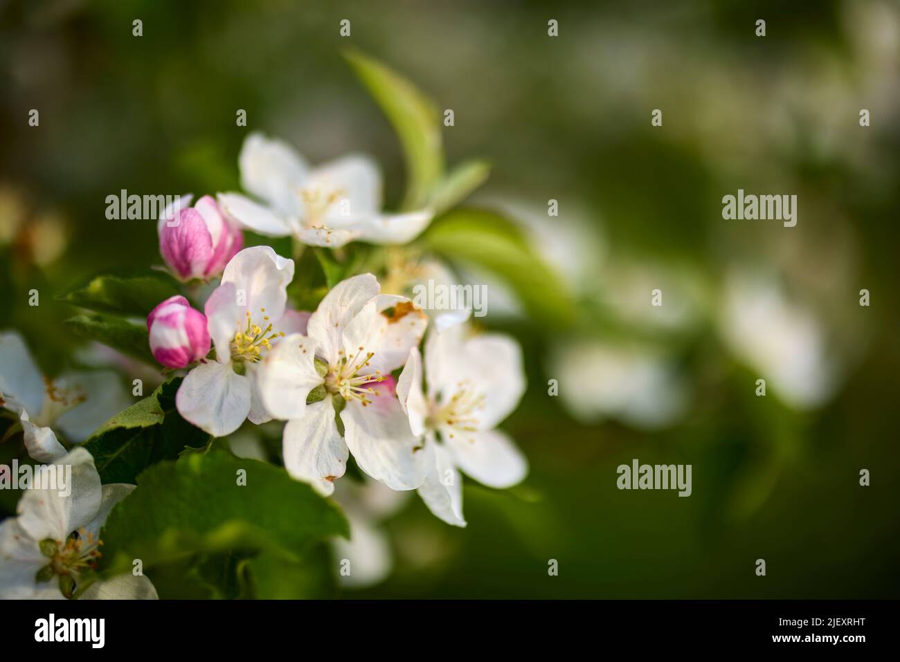 Apple trees orchard in the late spring early summer, ready to bloom ...