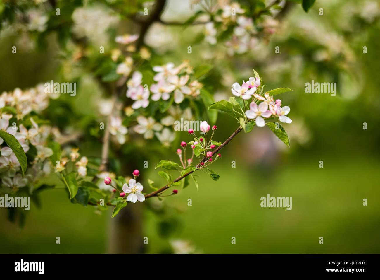 Apple trees orchard in the late spring early summer, ready to bloom ...