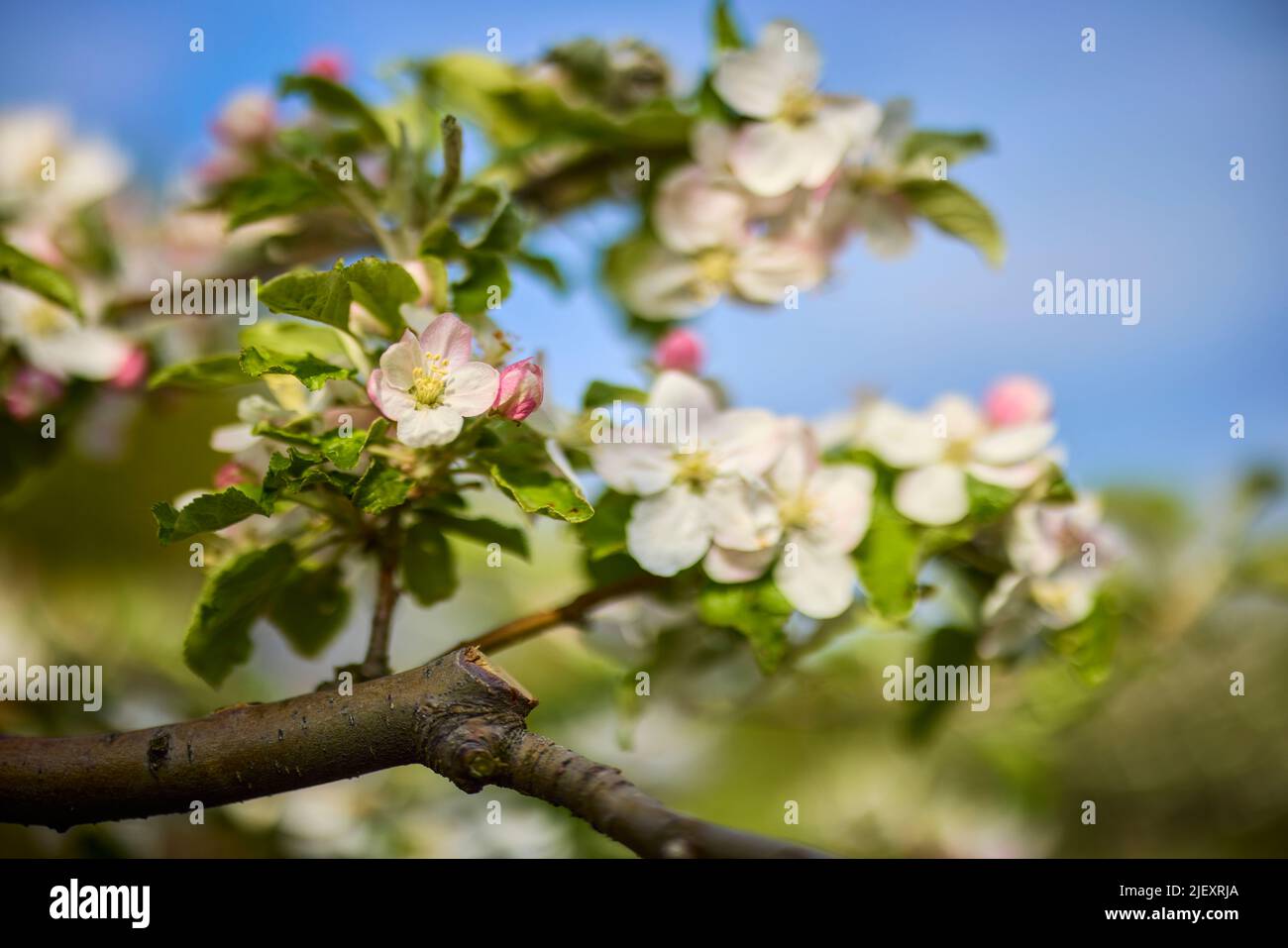 Apple trees orchard in the late spring early summer, ready to bloom ...