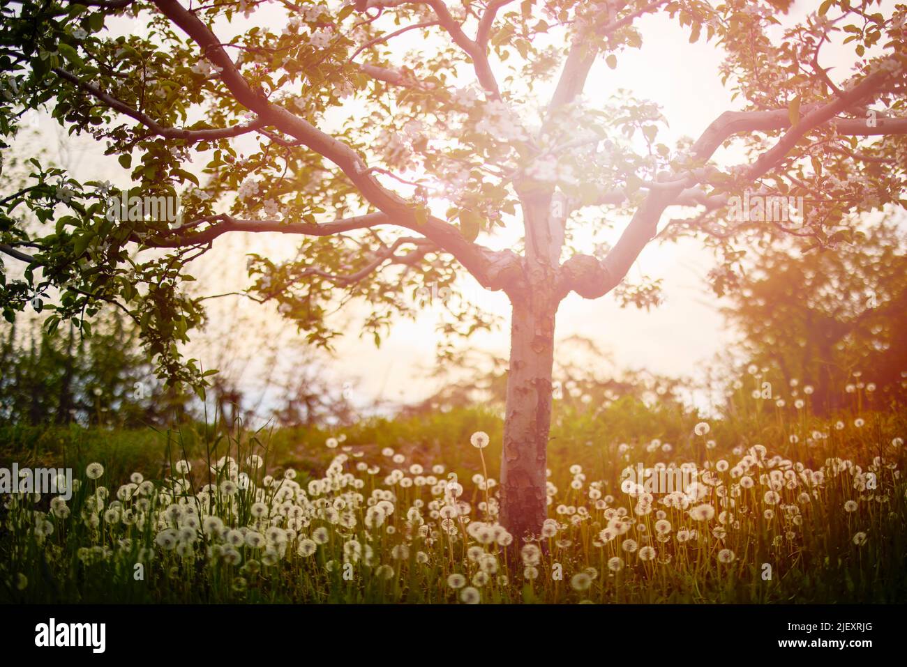 Apple trees orchard in the late spring early summer, ready to bloom ...