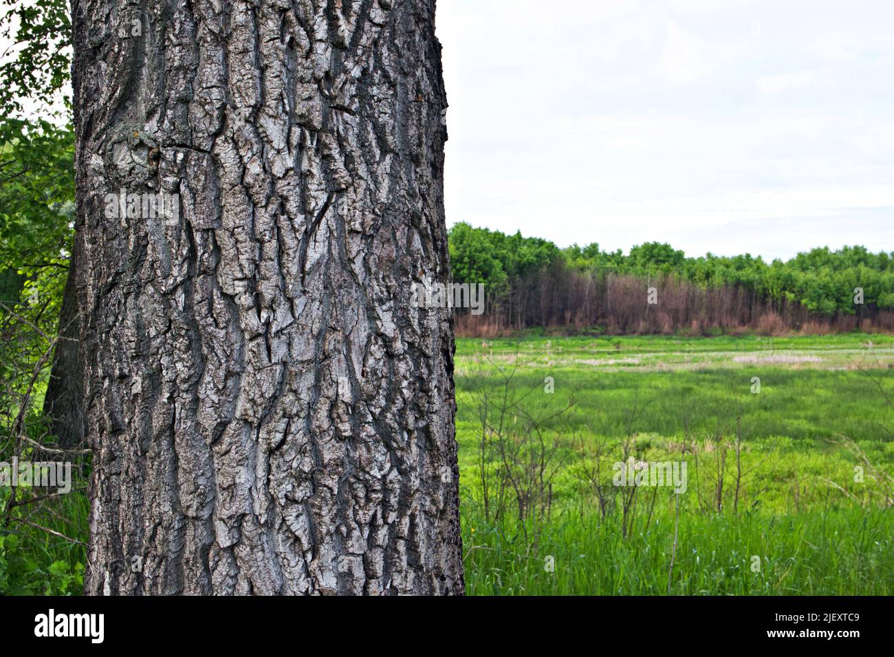 Tree trunk, texture Stock Photo - Alamy