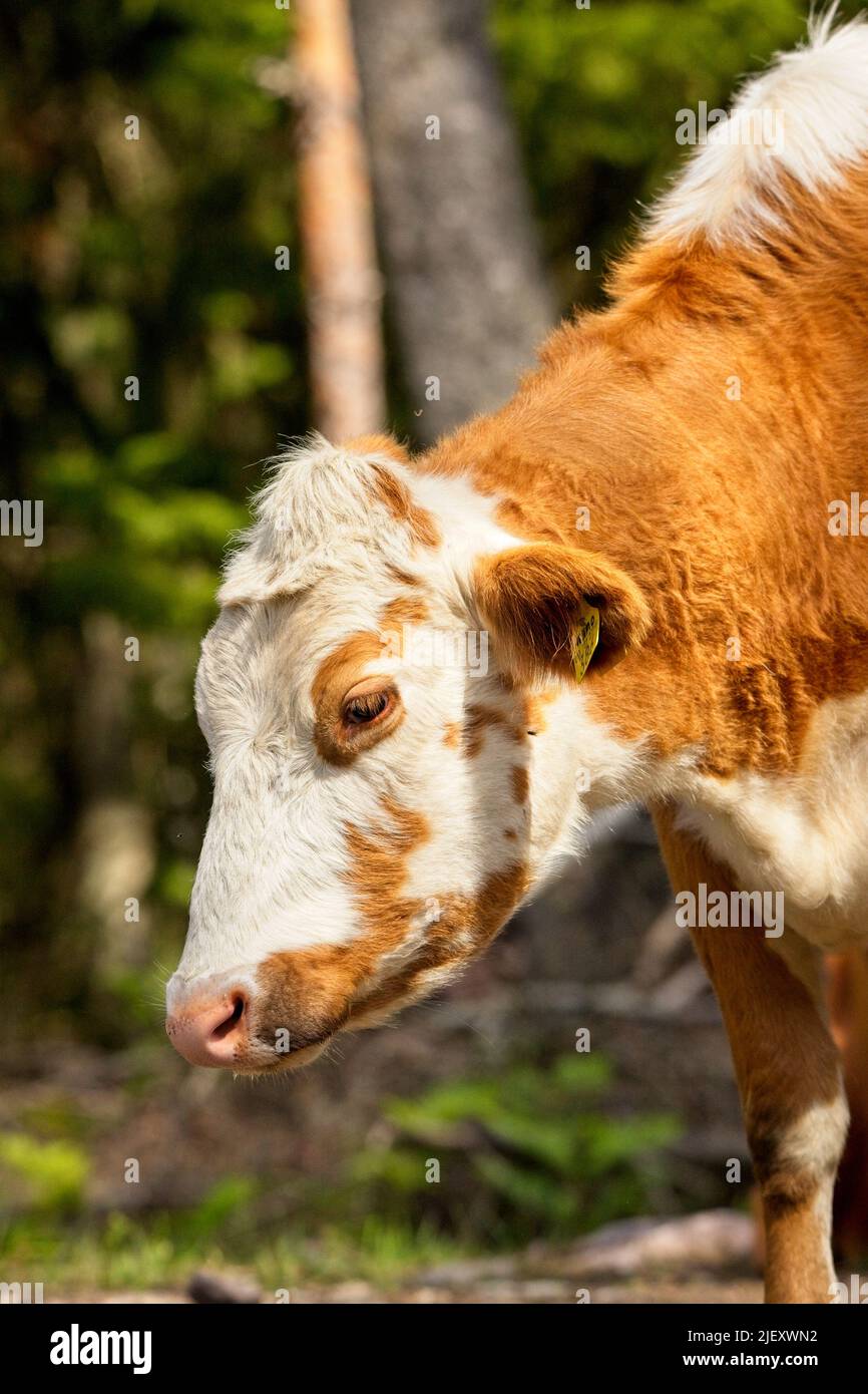 Closeup of cow head Stock Photo - Alamy