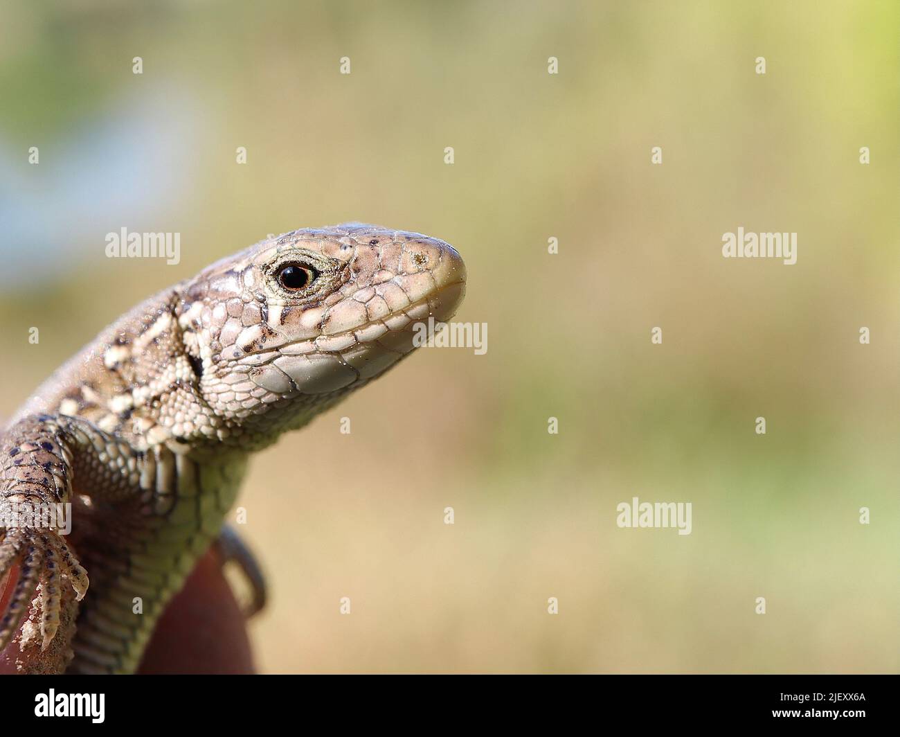 Little lizard closeup in the forest Stock Photo - Alamy