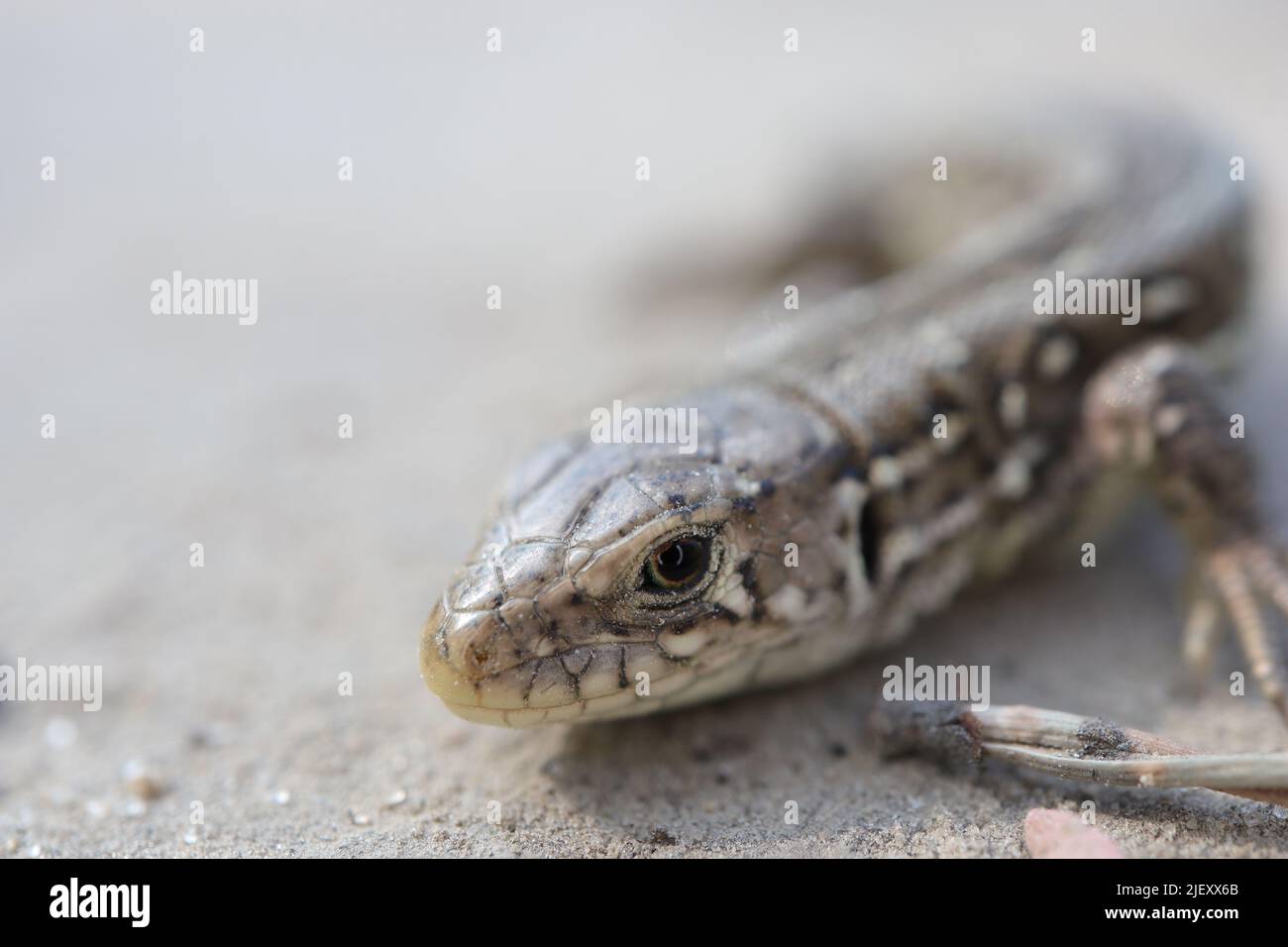 Little lizard closeup in the forest Stock Photo - Alamy