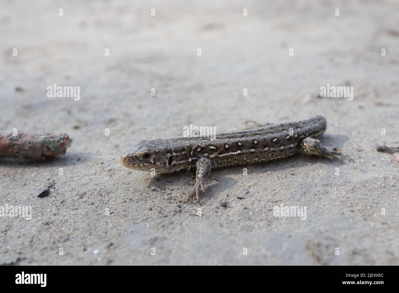 Little lizard closeup in the forest Stock Photo - Alamy